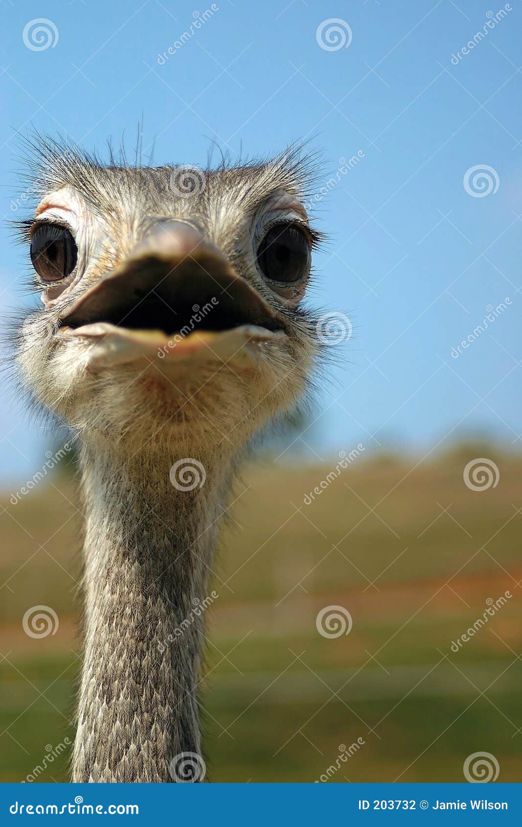 Emu stock photo. Image of fowl, staring, close, head, feathers - 203732