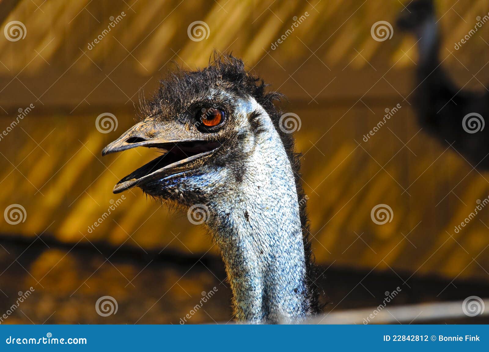 Emu stock photo. Image of bird, wildlife, fowl, blue - 22842812