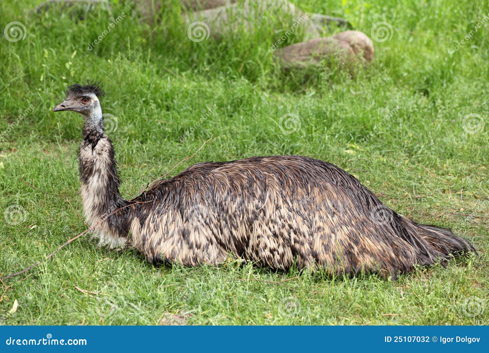 Emu stock photo. Image of casuariidae, large, australia - 25107032