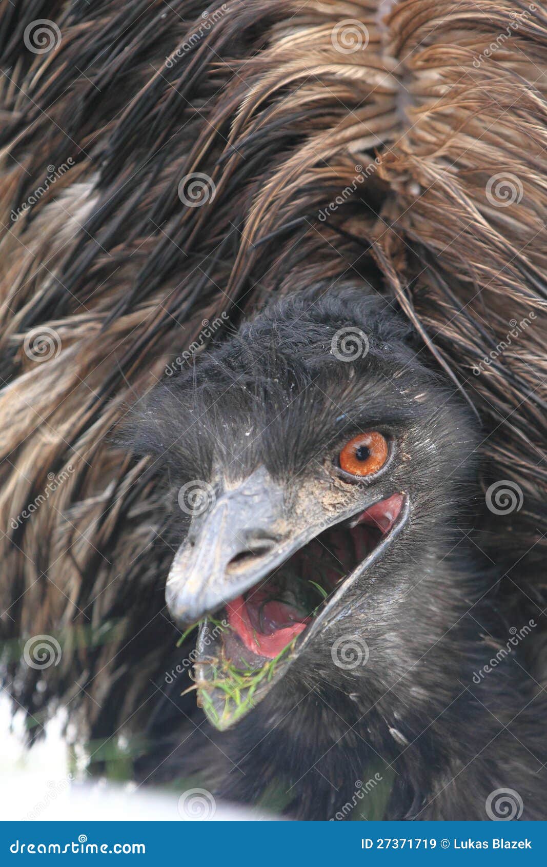 Emu stock image. Image of angry, bill, australia, novaehollandiae ...