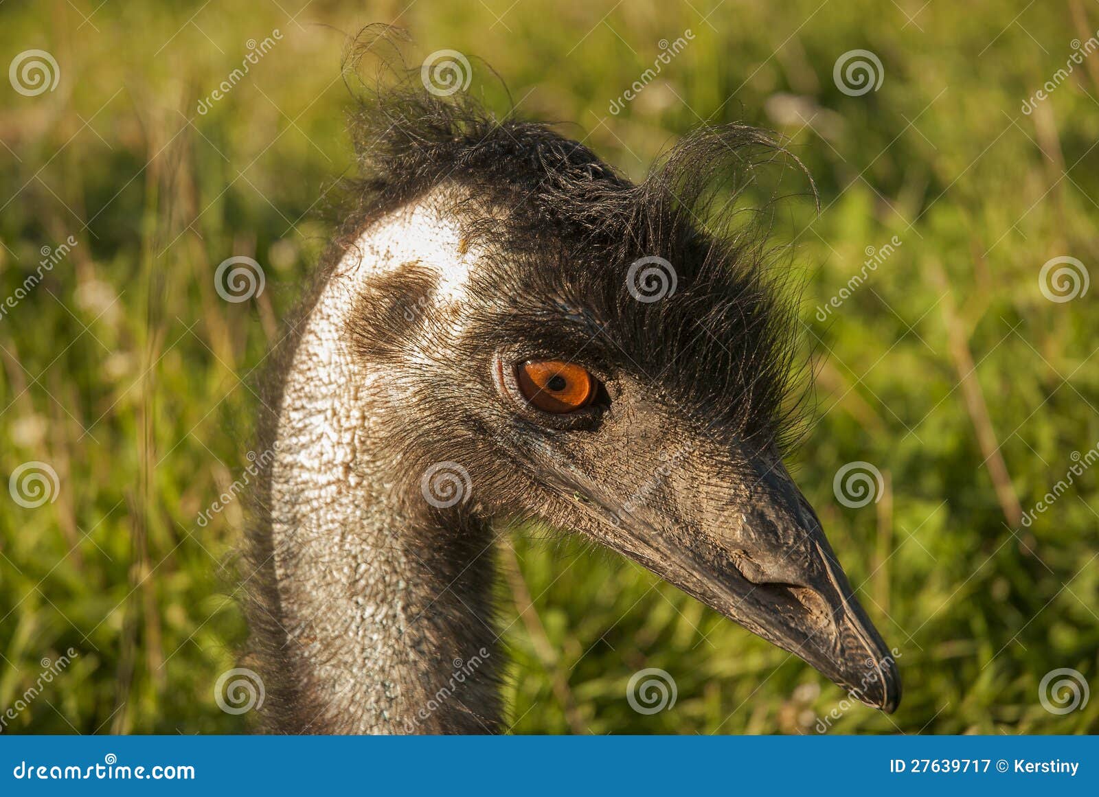 Emu stock image. Image of animal, plumage, grass, sight - 27639717