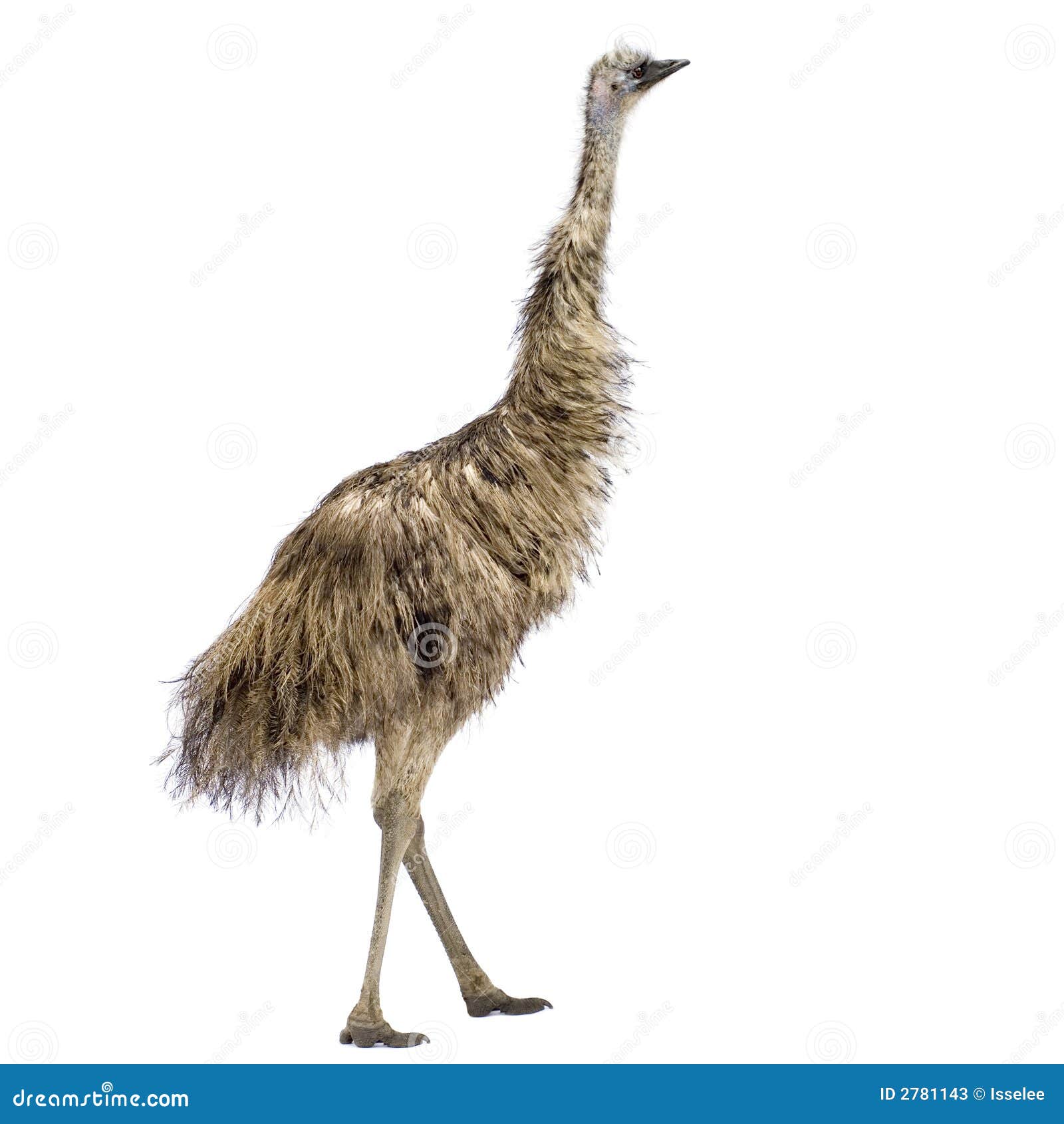 Emu imagen de archivo. Imagen de salvaje, pata, avestruces - 2781143