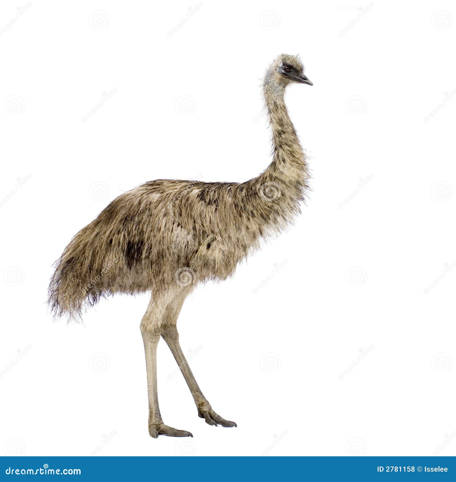 Emu stock photo. Image of biped, feather, backgroung, white - 2781158