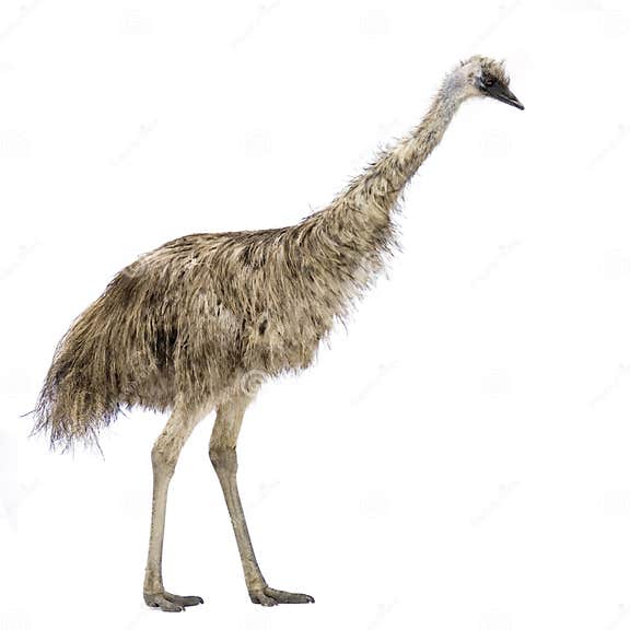 Emu stock image. Image of ostrich, wilderness, ostriches - 2781205
