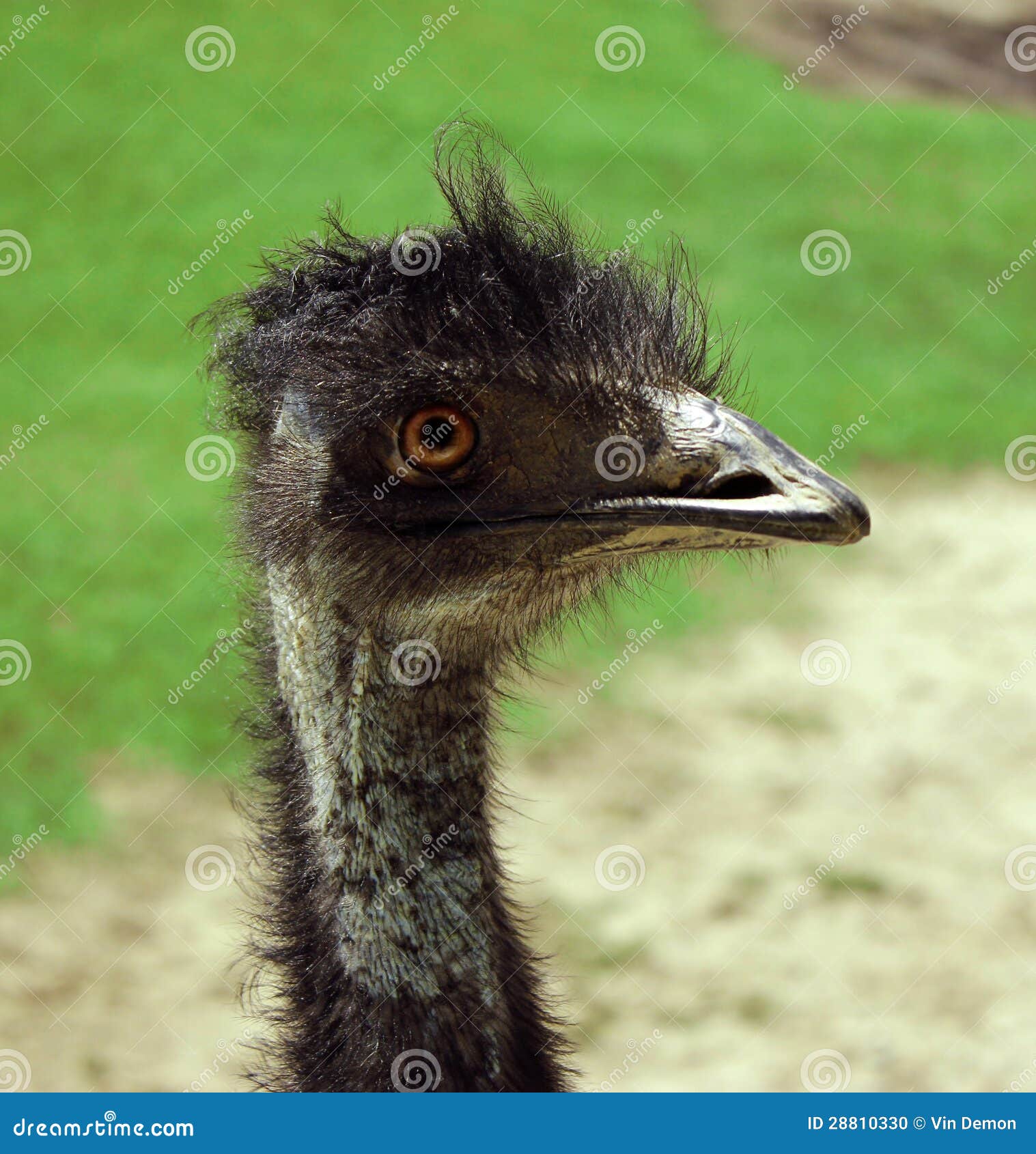 Emu stock photo. Image of animal, bird, large, ostrich - 28810330