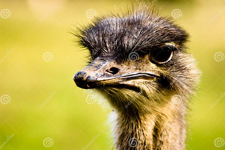 Emu stock image. Image of animal, angry, people, color - 2948107
