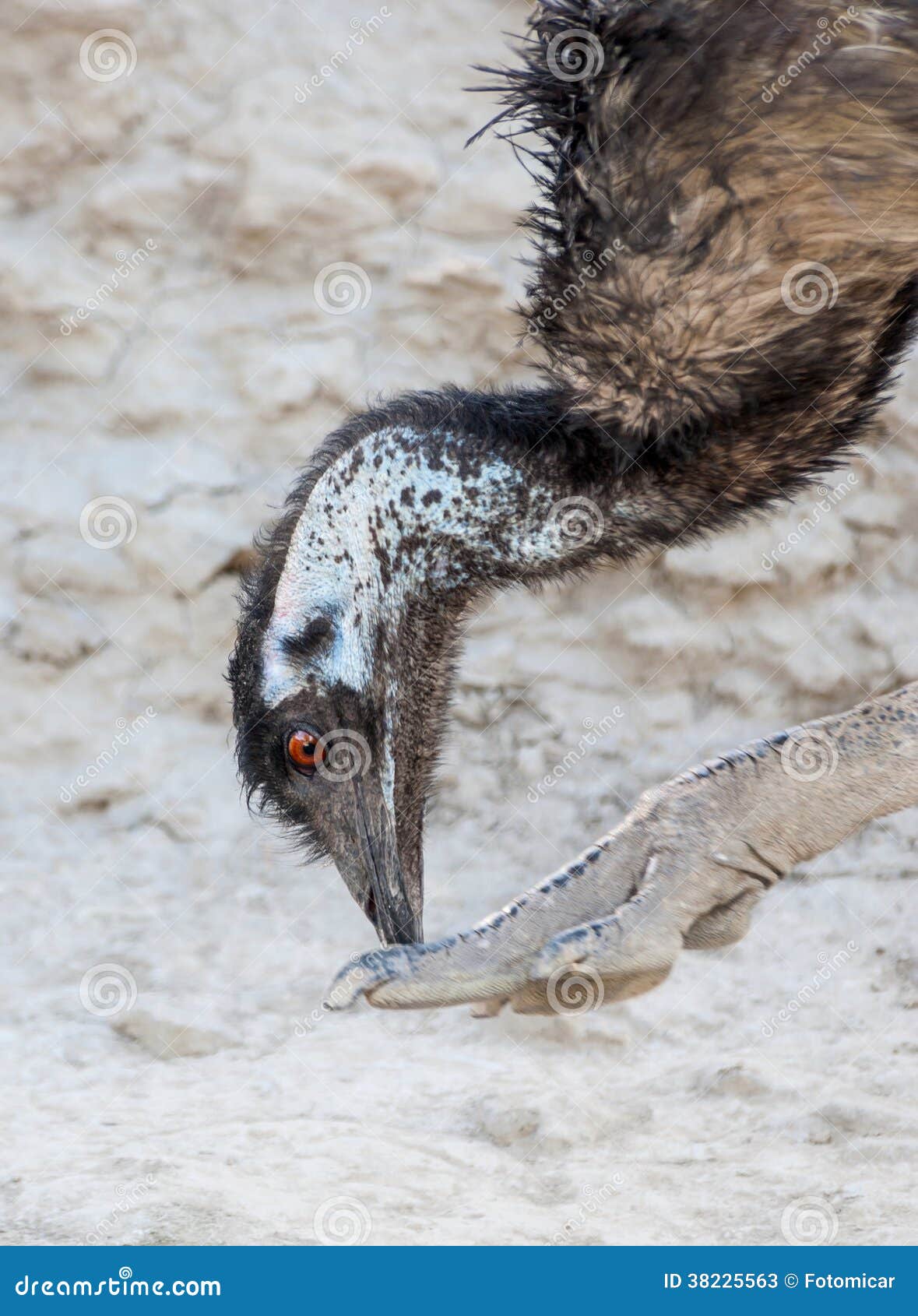 Emu stock image. Image of foot, large, funny, nomadic - 38225563