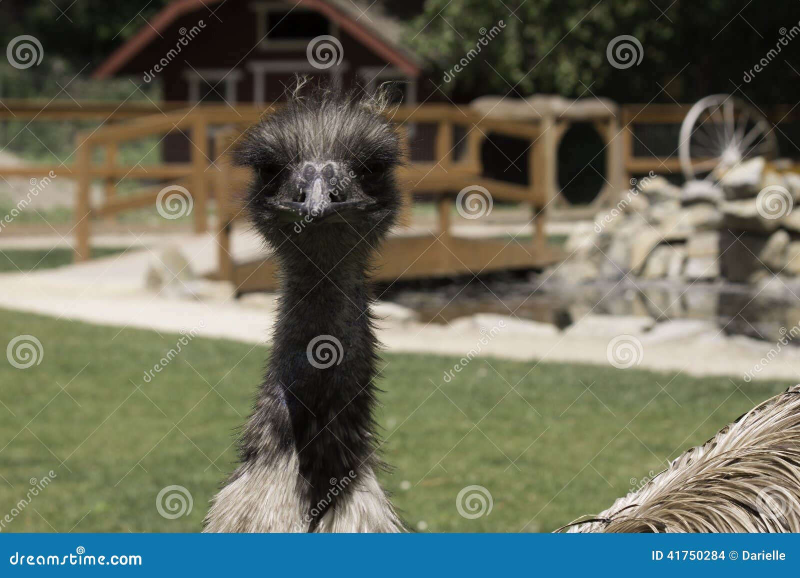 Emu stockfoto. Bild von blau, restlich, flügel, nahaufnahme - 41750284