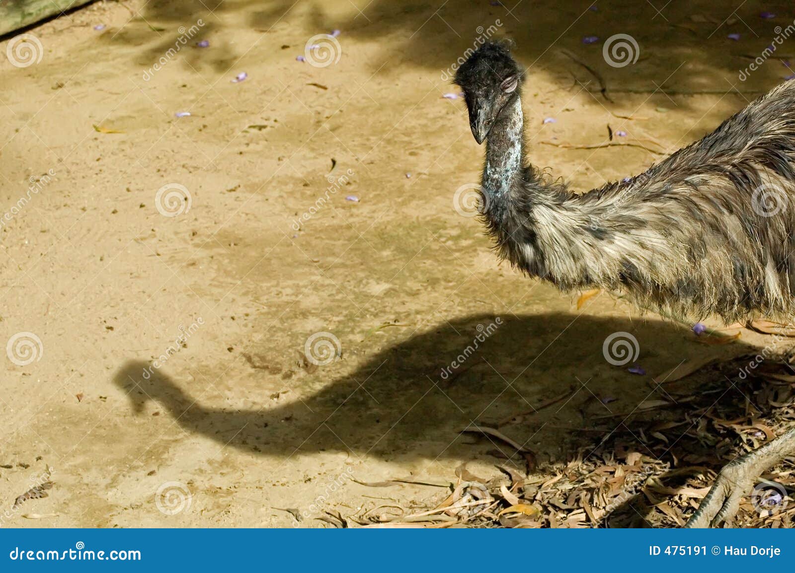 Emu stock image. Image of portrait, flighless, plumage - 475191