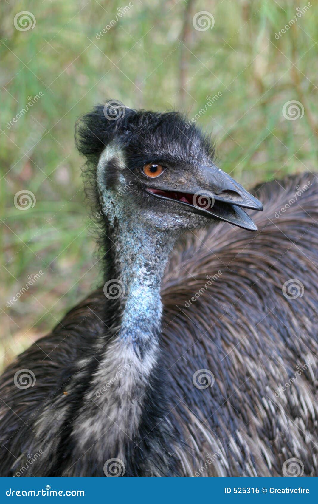 Emu stock photo. Image of nature, neck, australia, grass - 525316