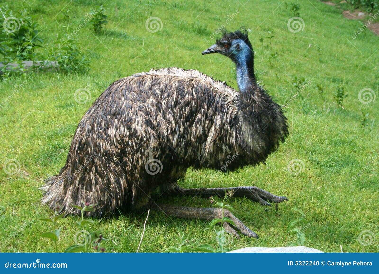 Emu Stock Photo - Image: 5322240