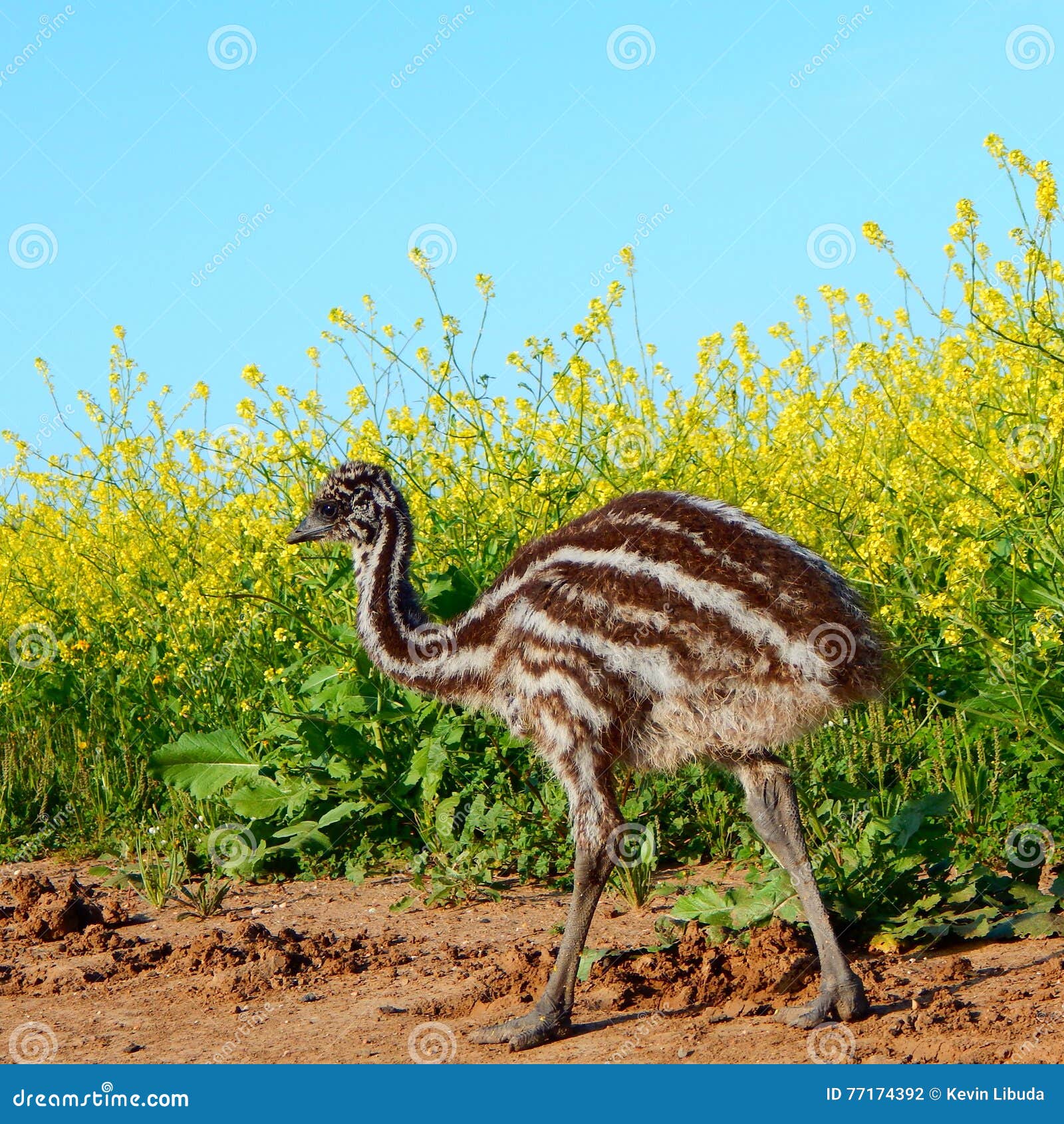 Emu stock photo. Image of australia, outback, green, young - 77174392