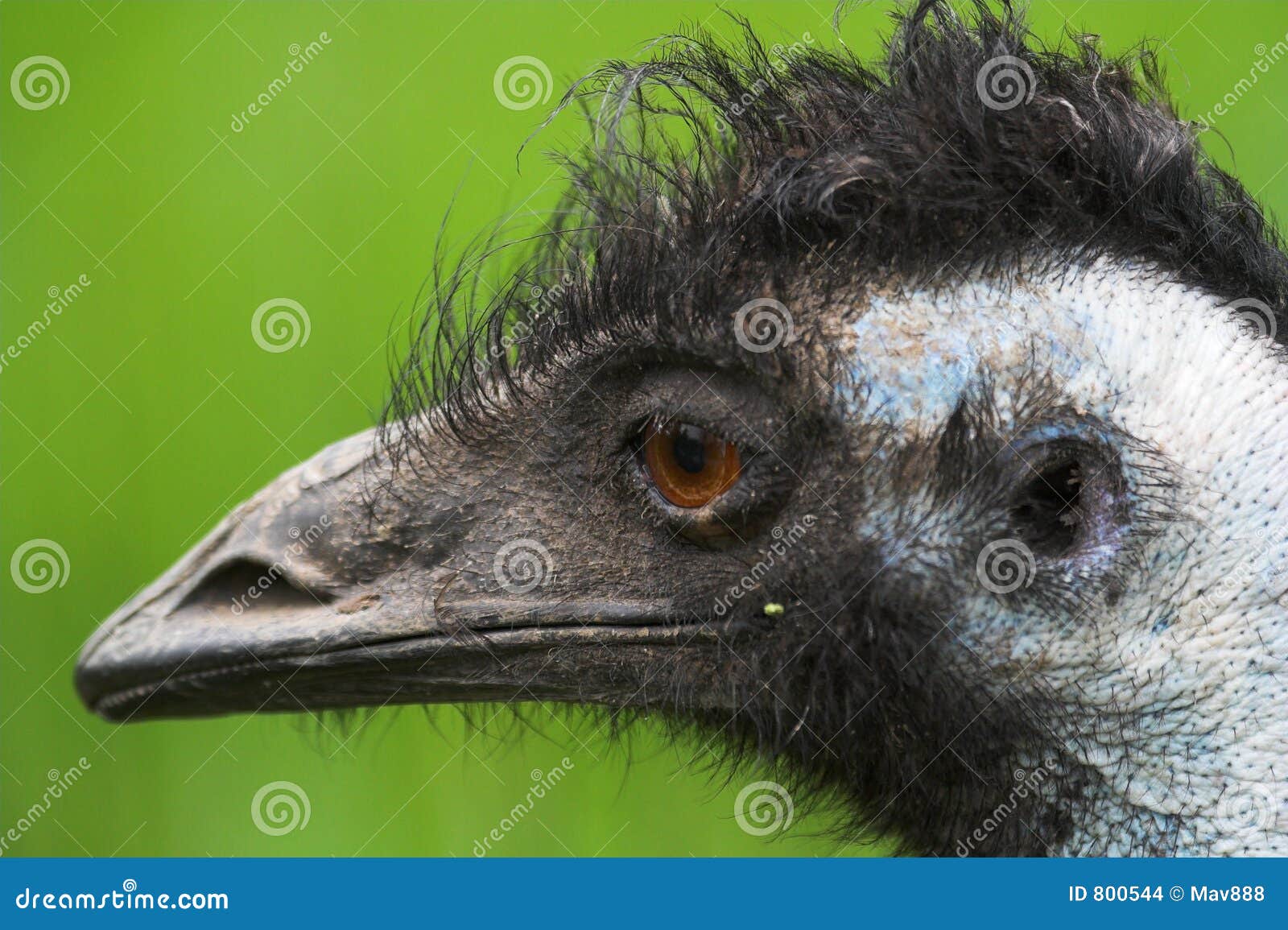 Emu stock photo. Image of australian, birds, green, emus - 800544