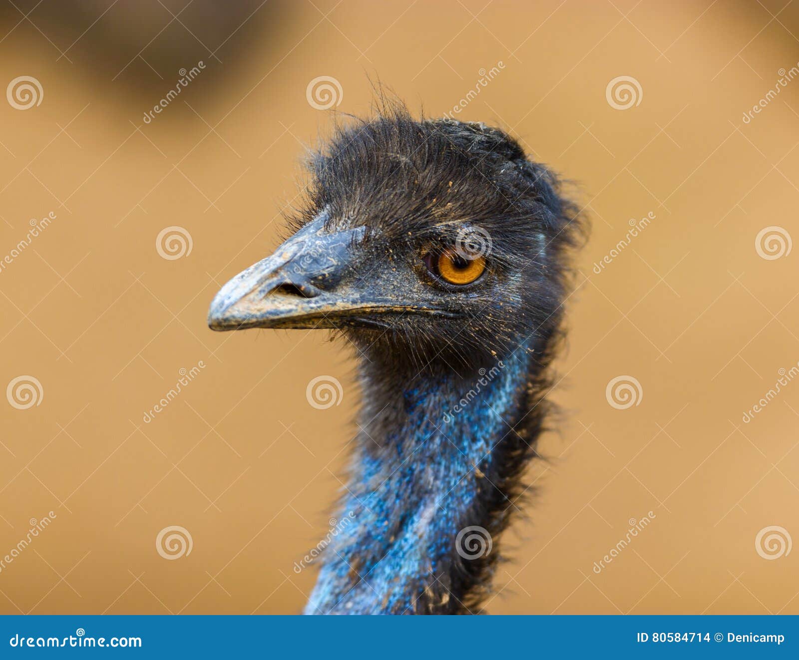 Emu stockfoto. Bild von gesicht, nahaufnahme, haar, vogel - 80584714