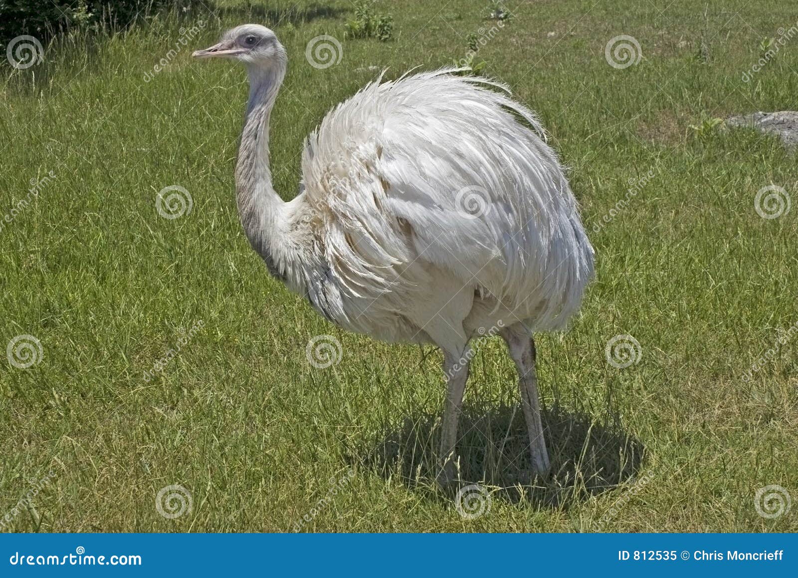 Emu stock image. Image of wildlife, feathers, bird, fligtless - 812535