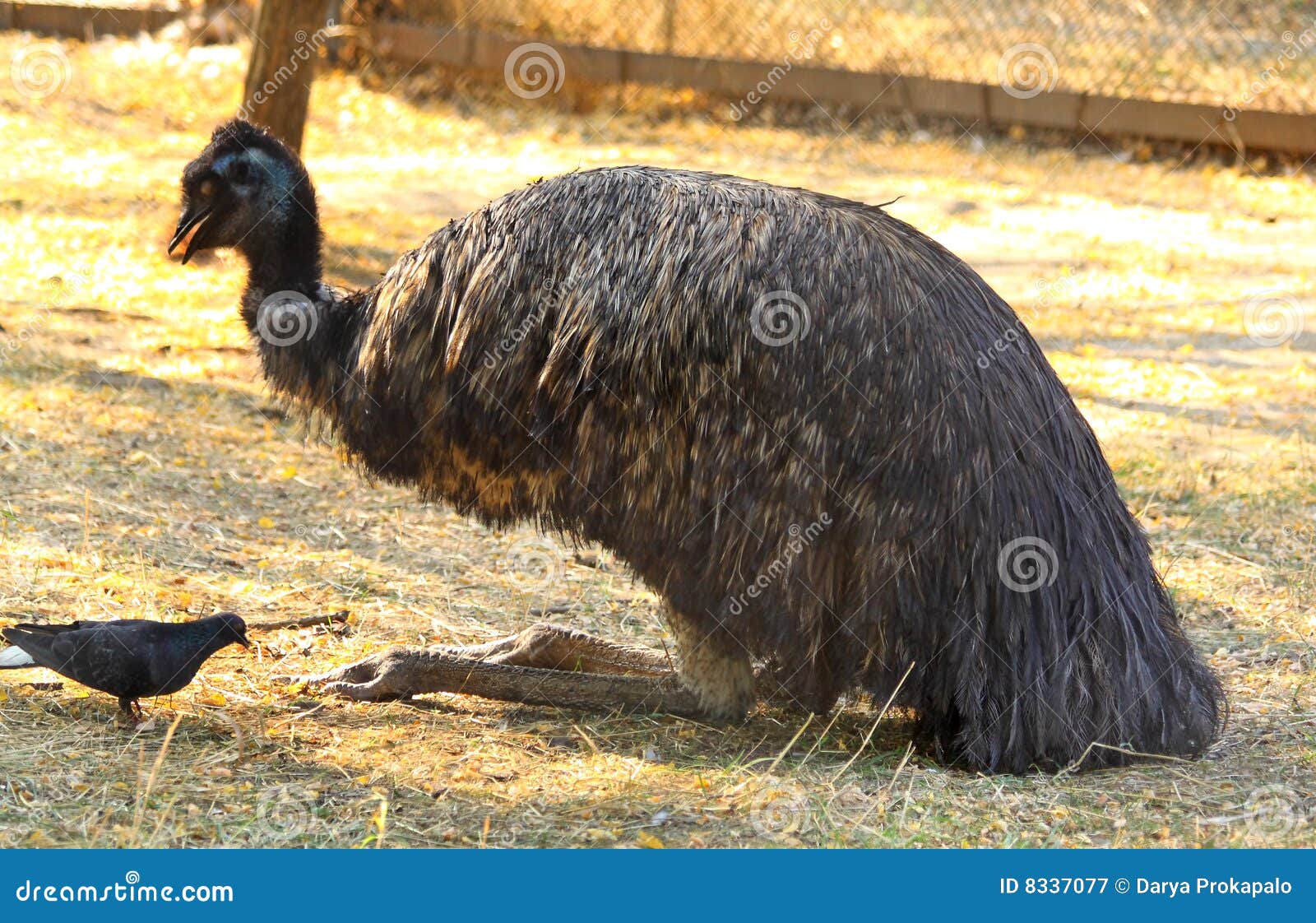 Emu stock image. Image of feather, bird, animal, black - 8337077