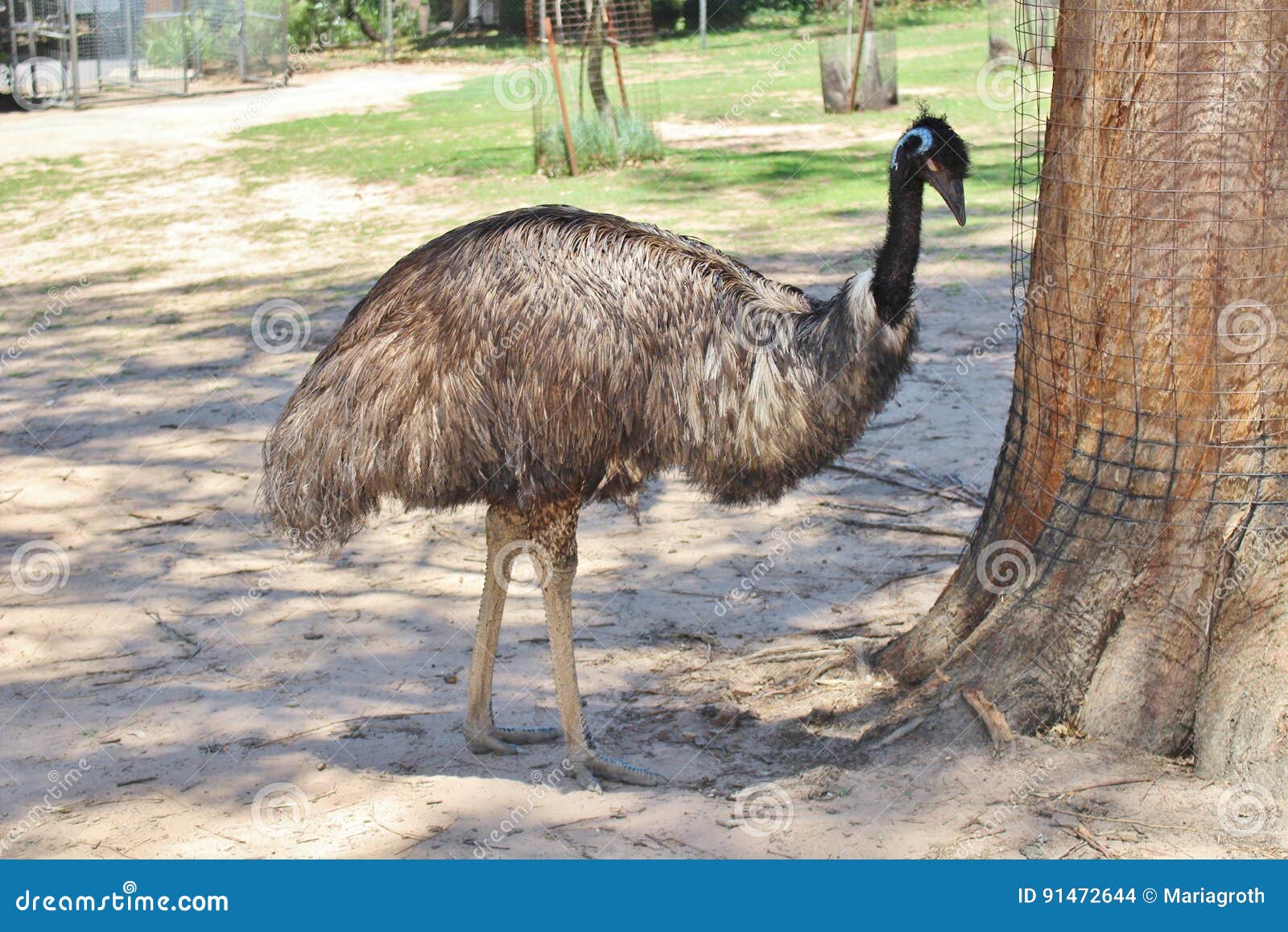 Emu stockfoto. Bild von park, rest, blatt, eingebürgert - 91472644