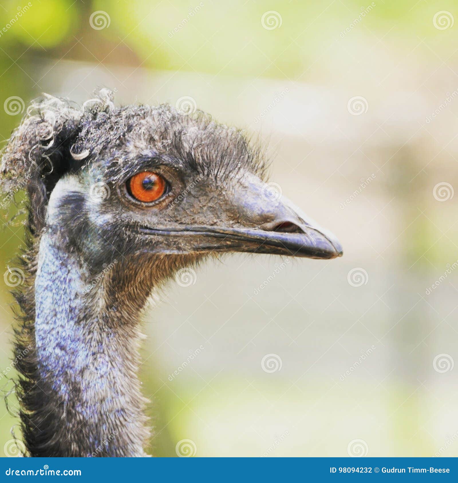 EMU stock photo. Image of bird, funny, eyes - 98094232