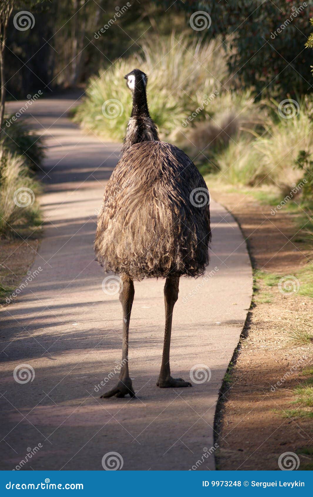 Emu foto de archivo. Imagen de volador, grande, avestruz - 9973248