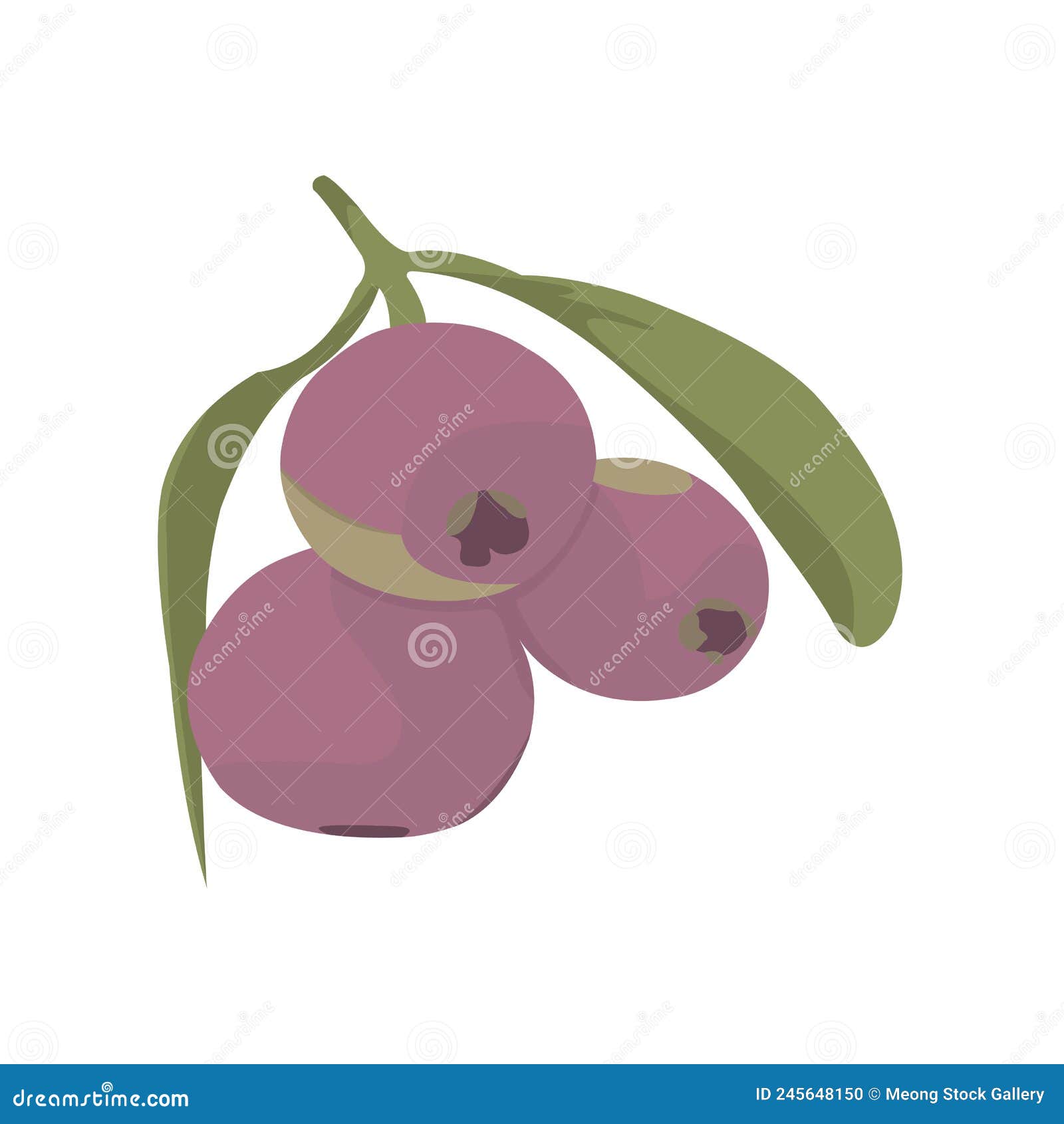 Emu Apple Fruit Vector stock vector. Illustration of diet - 245648150