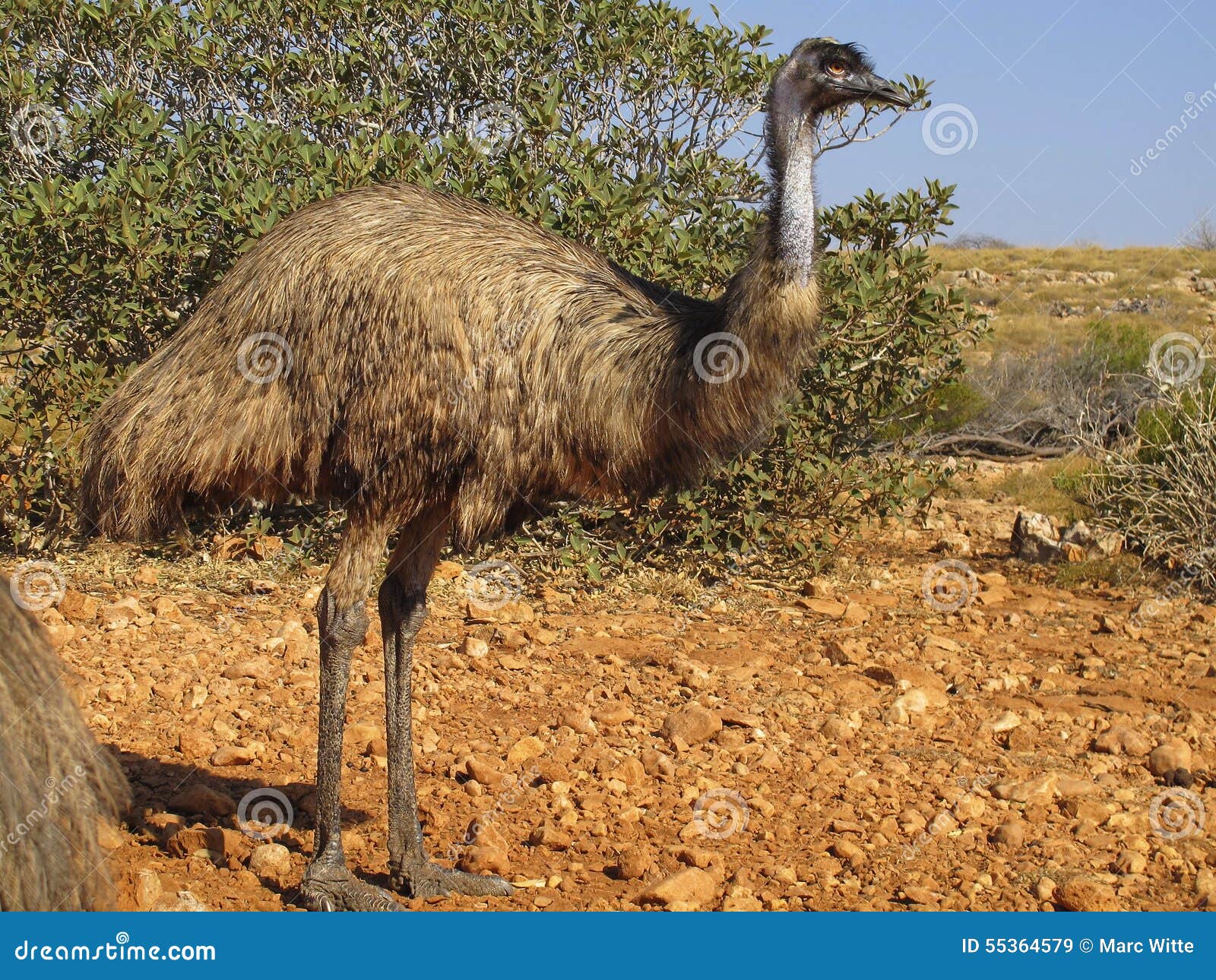 Emu, australia stock image. Image of outback, close, flightless - 55364579