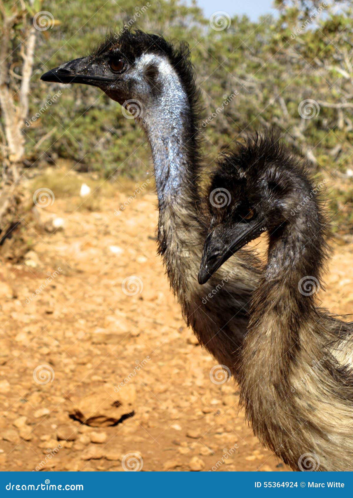 Emu, australia stock photo. Image of australian, feather - 55364924