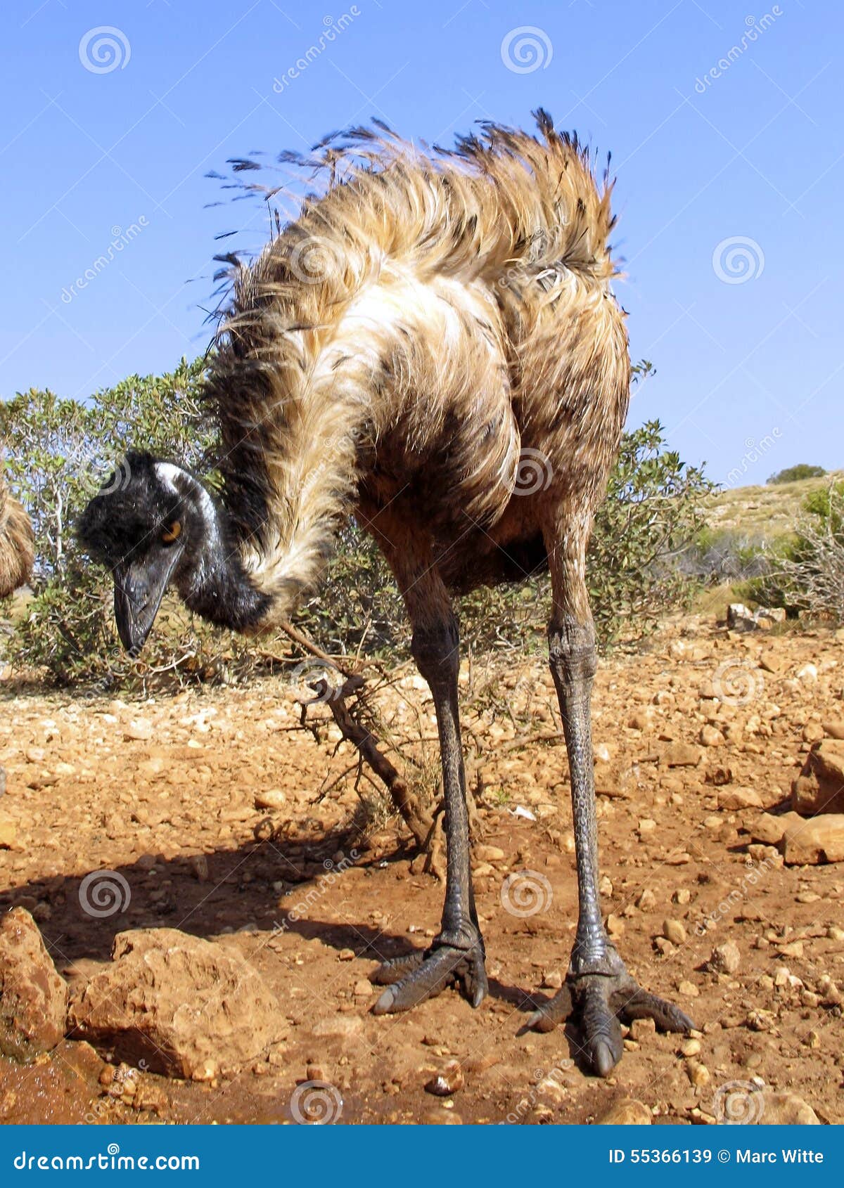 Emu, australia stock image. Image of head, emus, nature - 55366139