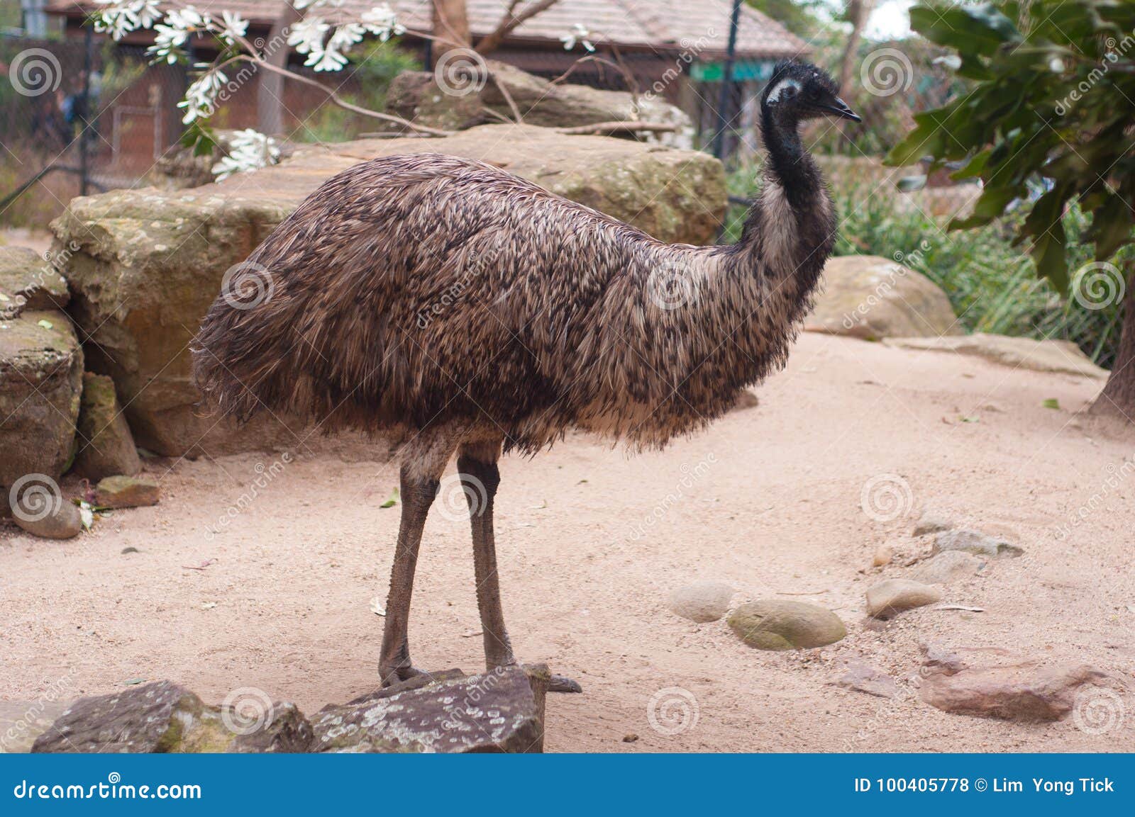 Emu in Zoo stock photo. Image of australia, wildlife - 100405778