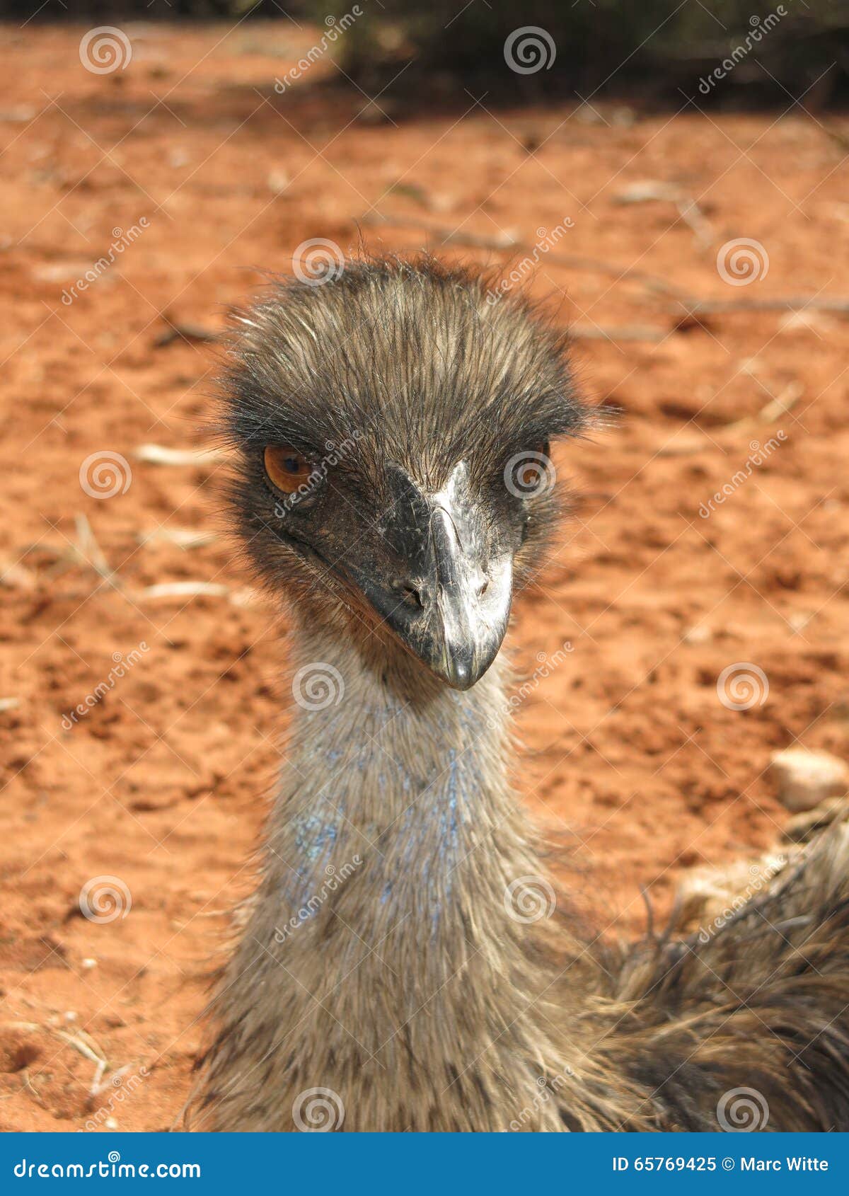 Emu, australia stock image. Image of national, nature - 65769425