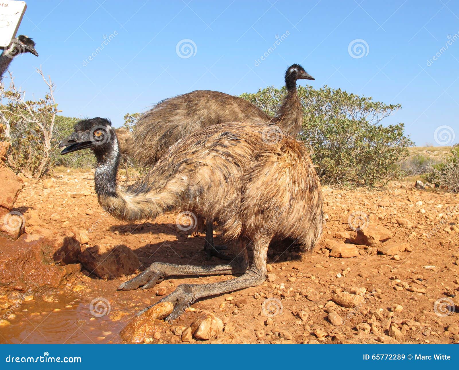 Emu, australia stock image. Image of outdoors, fowl, nature - 65772289