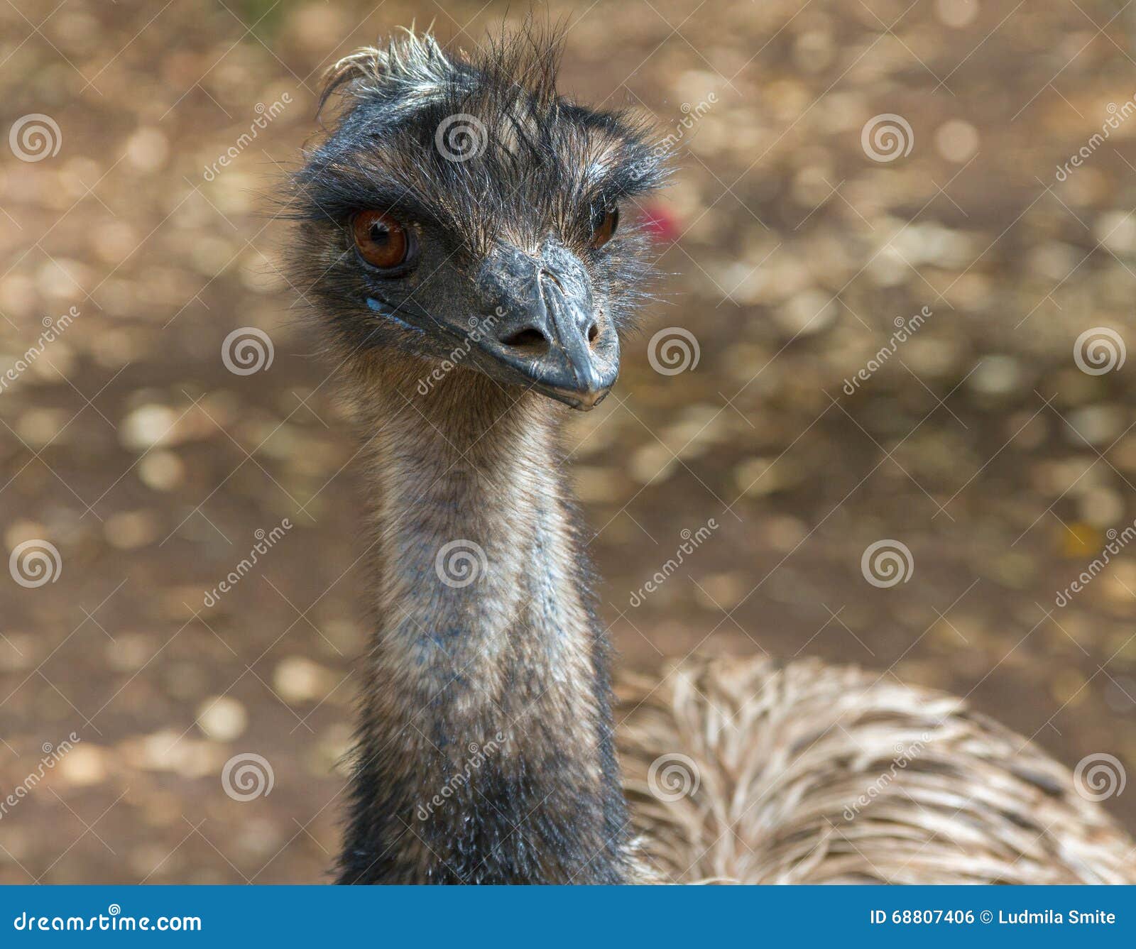 Emu australian bird. stock photo. Image of animal, beak - 68807406
