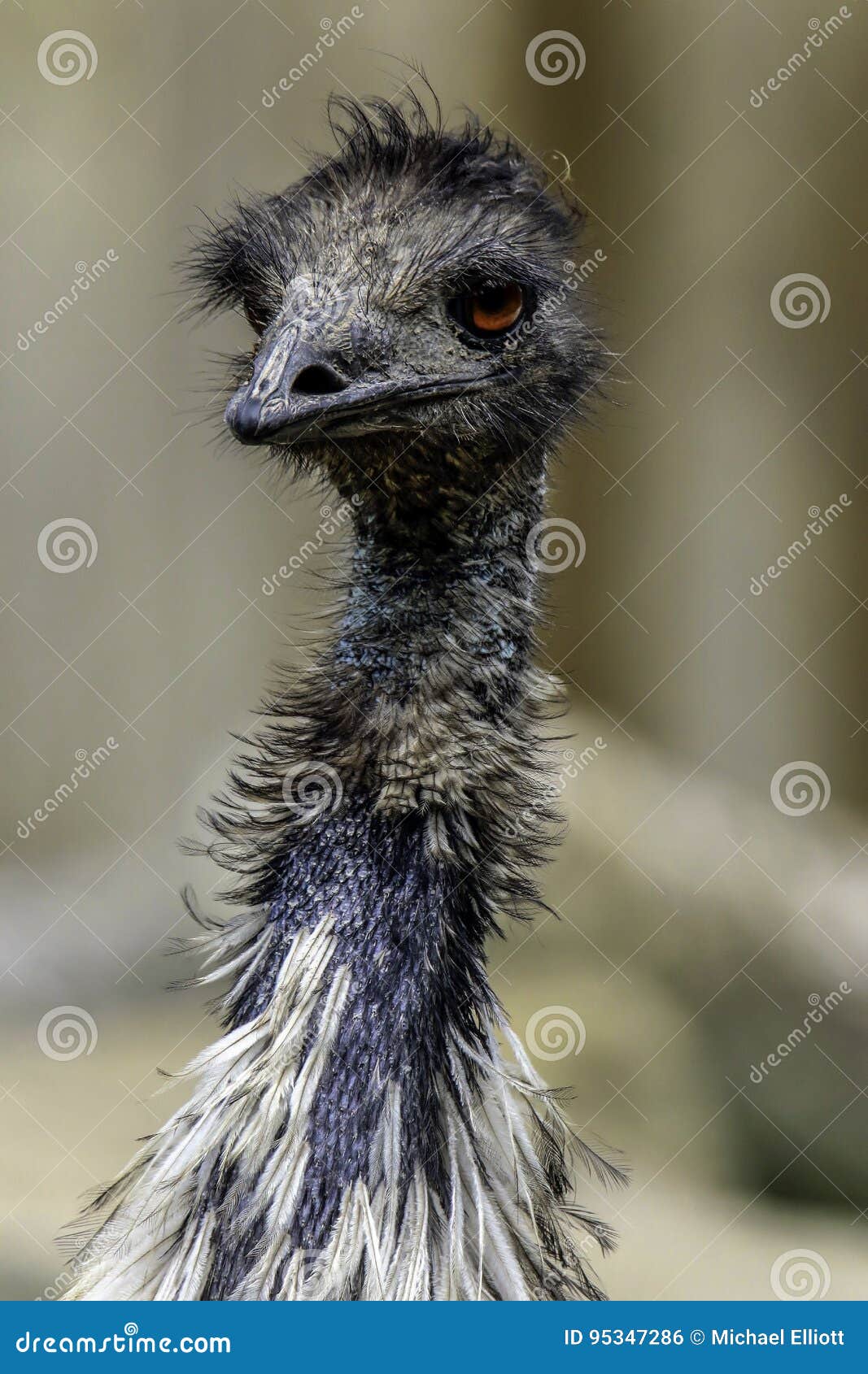 Emu stock photo. Image of australia, strange, fluffy - 95347286