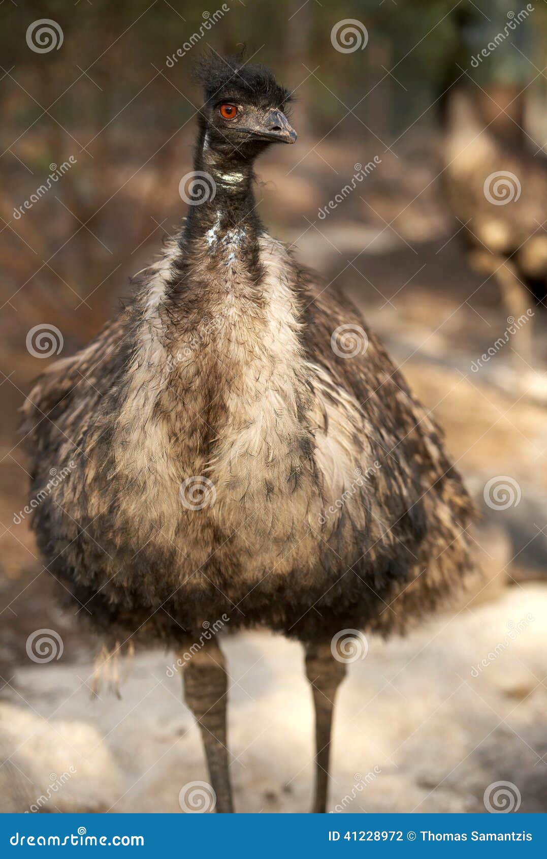 Emu stock photo. Image of animal, australia, bird, brown - 41228972