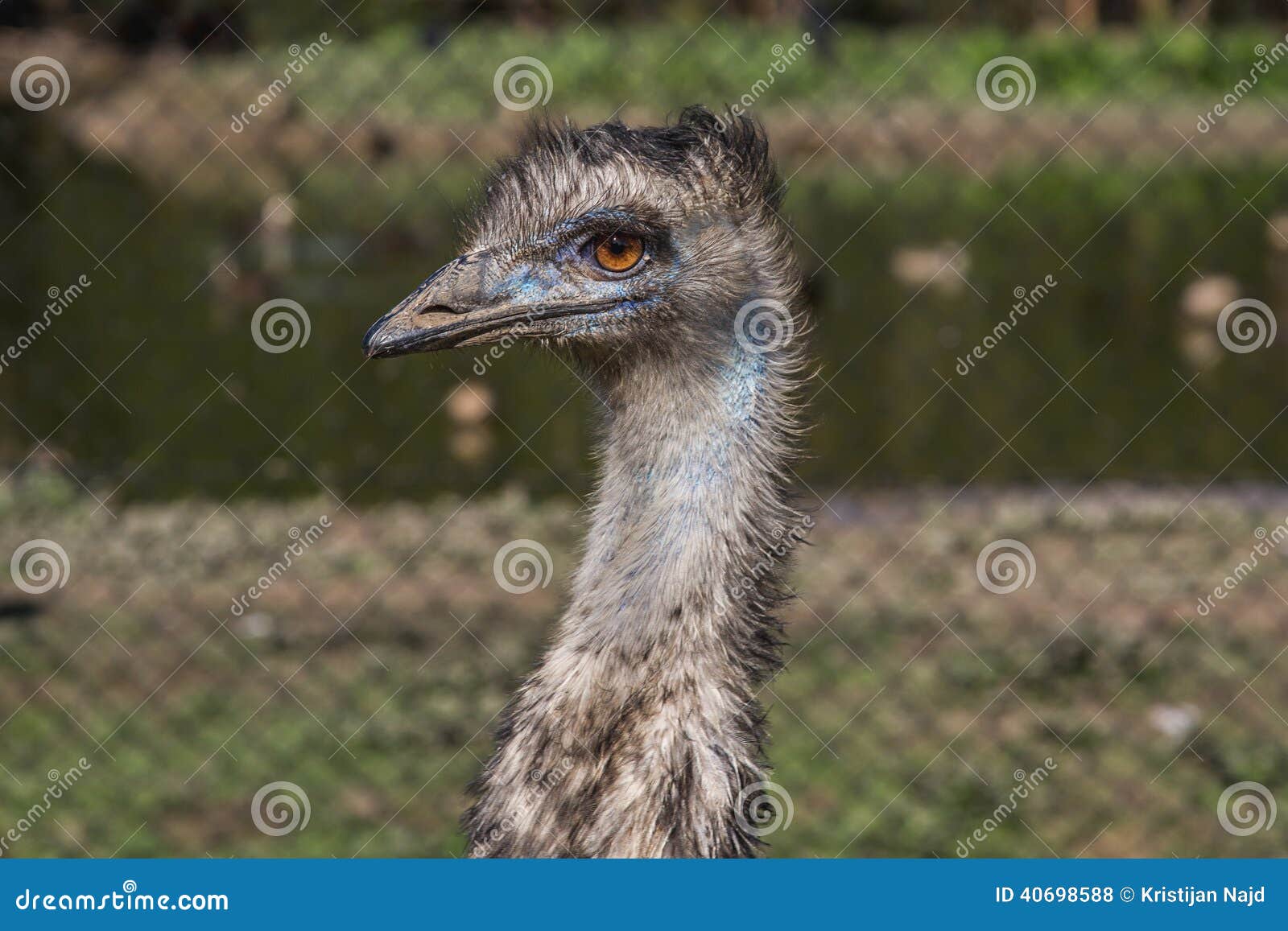 Emu stock photo. Image of outback, bird, nature, native - 40698588