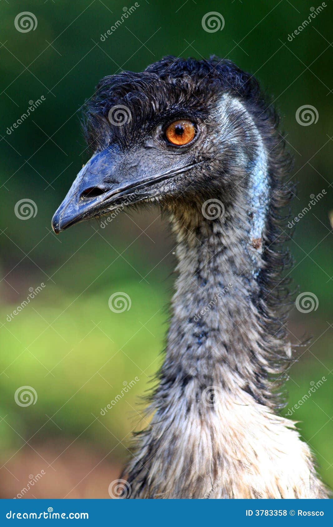 Emu australiano fotografia stock. Immagine di natura, piedino - 3783358