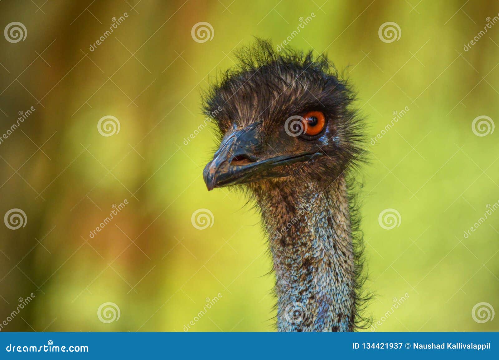 Emu stock image. Image of novaehollandiae, feather, nature - 134421937
