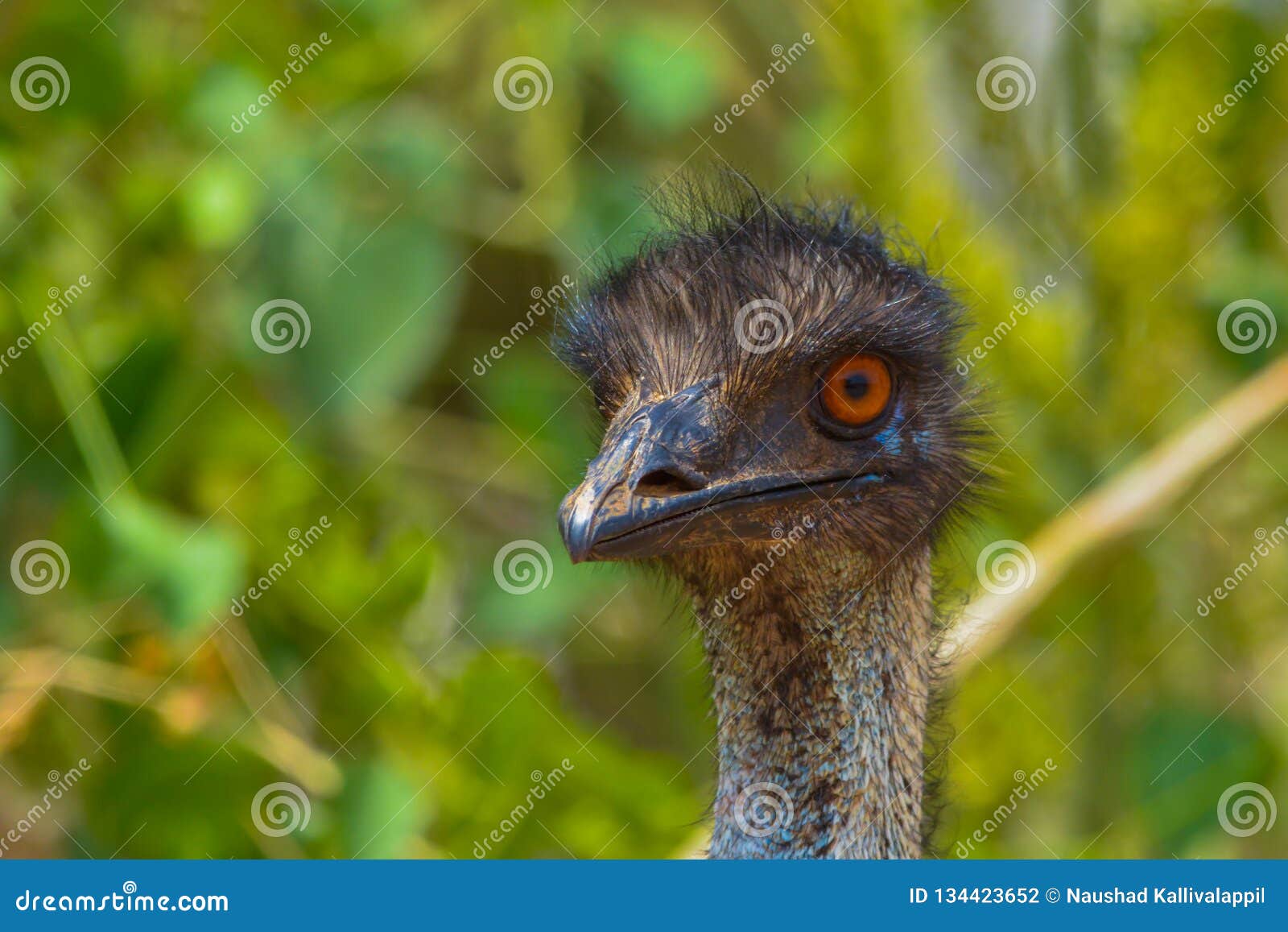 Emu stock photo. Image of novaehollandiae, australian - 134423652