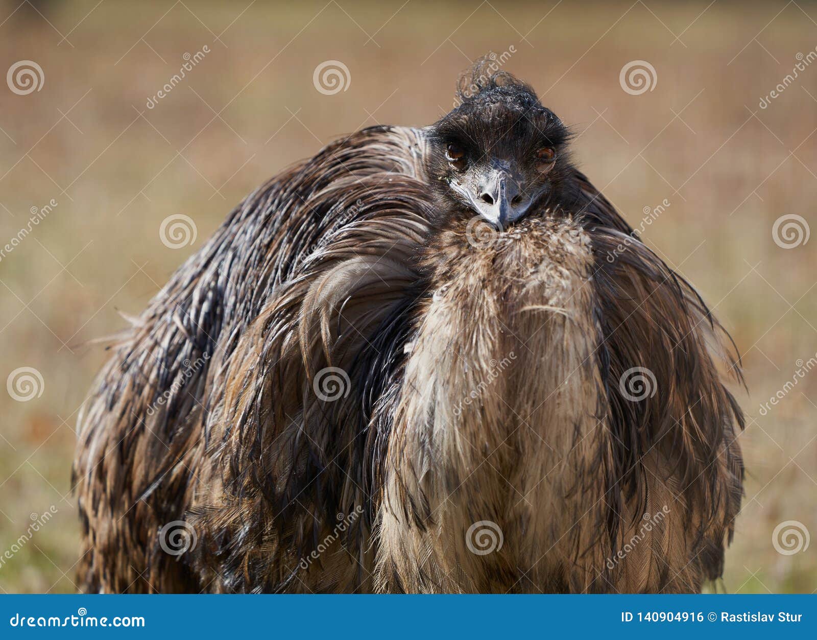 Emu big bird stock photo. Image of hairy, relaxing, nature - 140904916