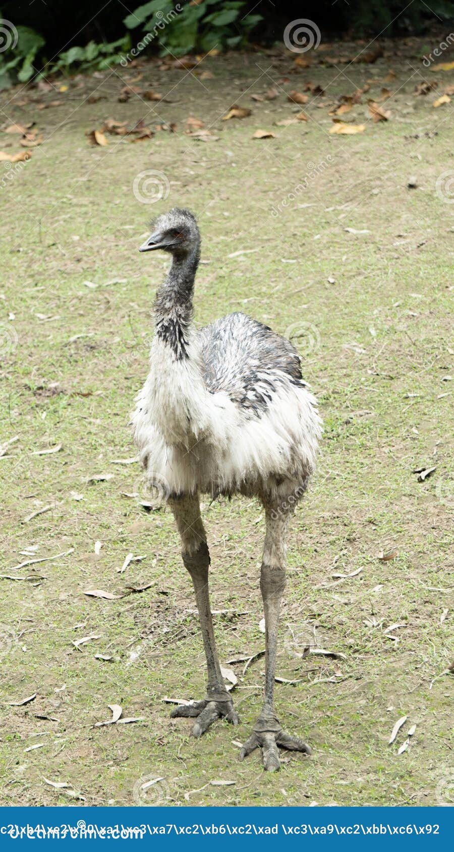 This emu is so big stock image. Image of darkness, iron - 217199045