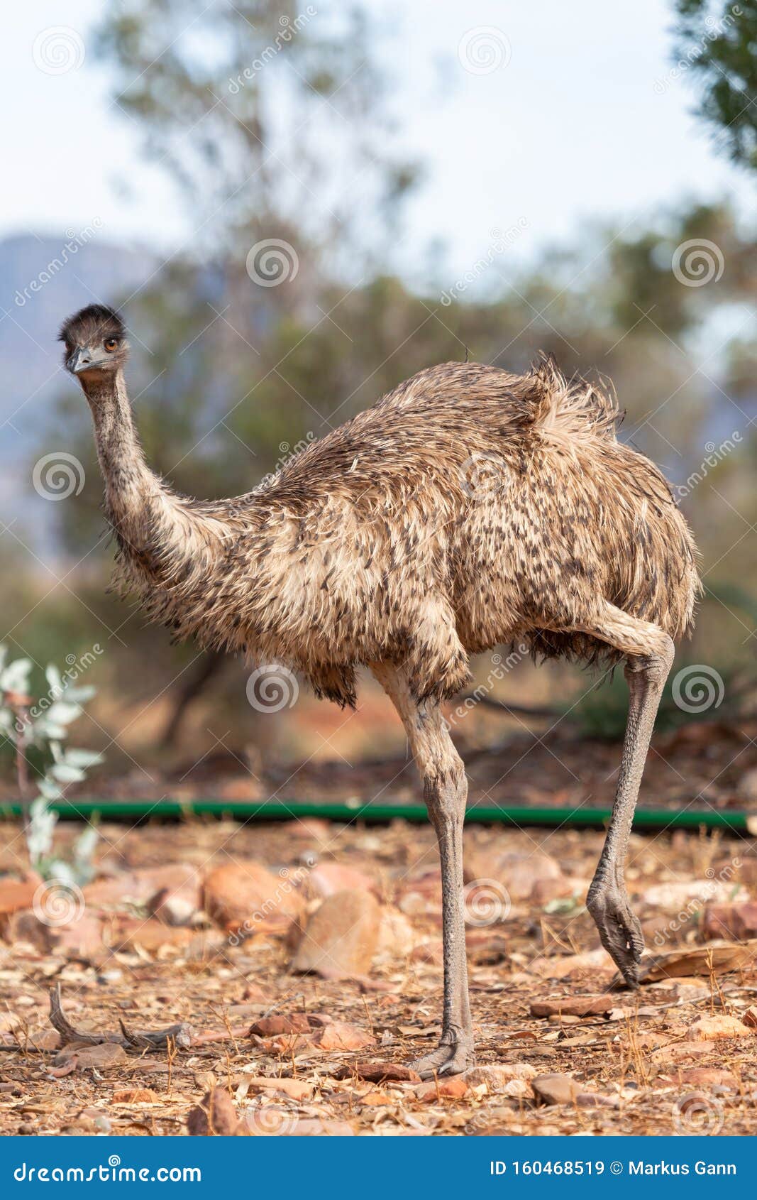 Emu Bird in Australia stock image. Image of copy, feather - 160468519