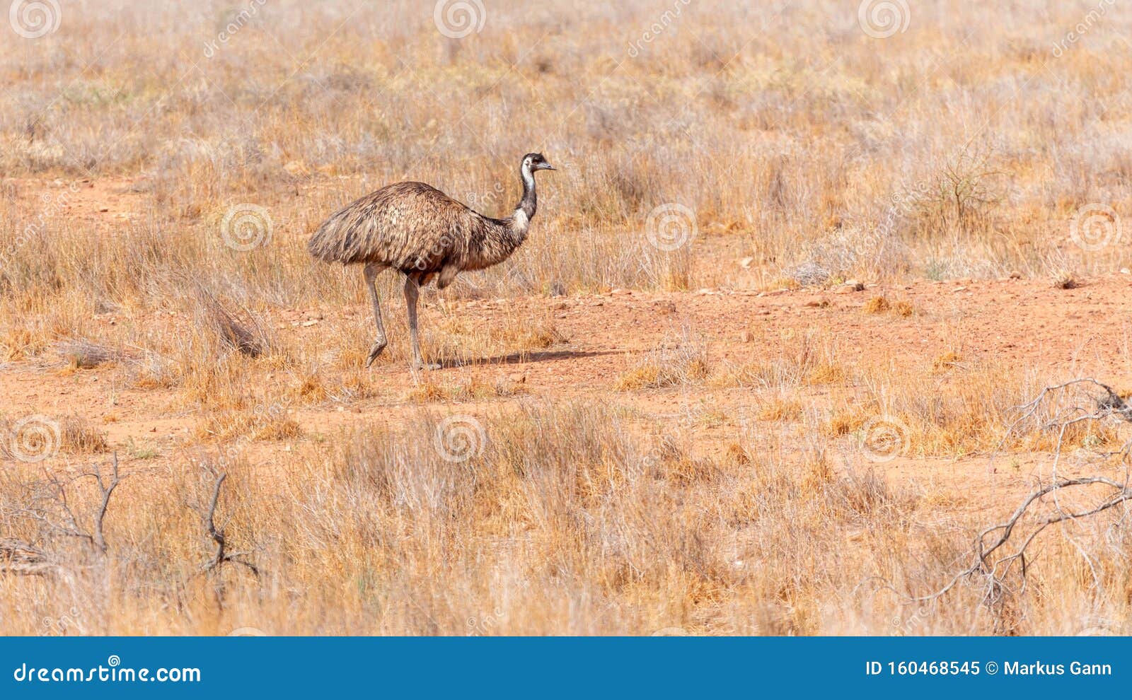 Emu Bird in Australia stock image. Image of australian - 160468545