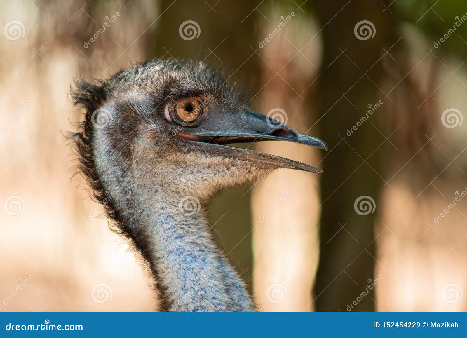 Emu stock image. Image of head, native, detail, curious - 152454229
