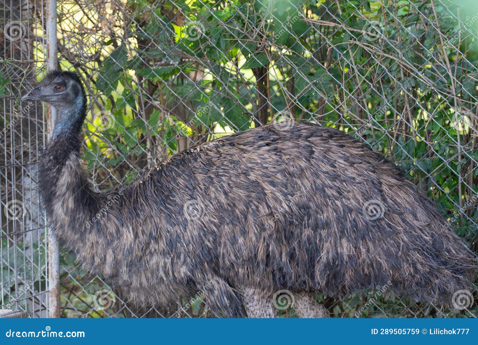 Emu is a Bird of the Cassowary Order, the Largest Australian Bird Large ...