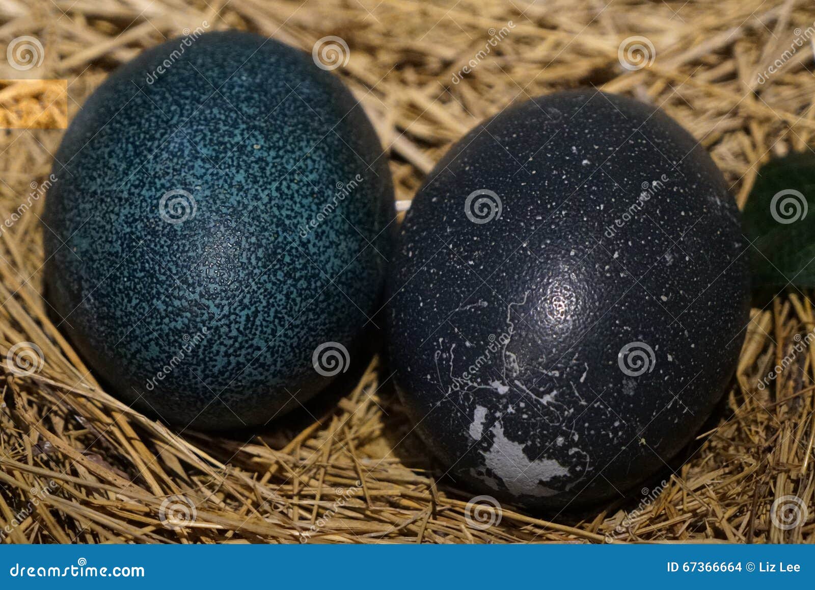 Emu Bird Egg stock photo. Image of fresh, portfolio, south - 67366664