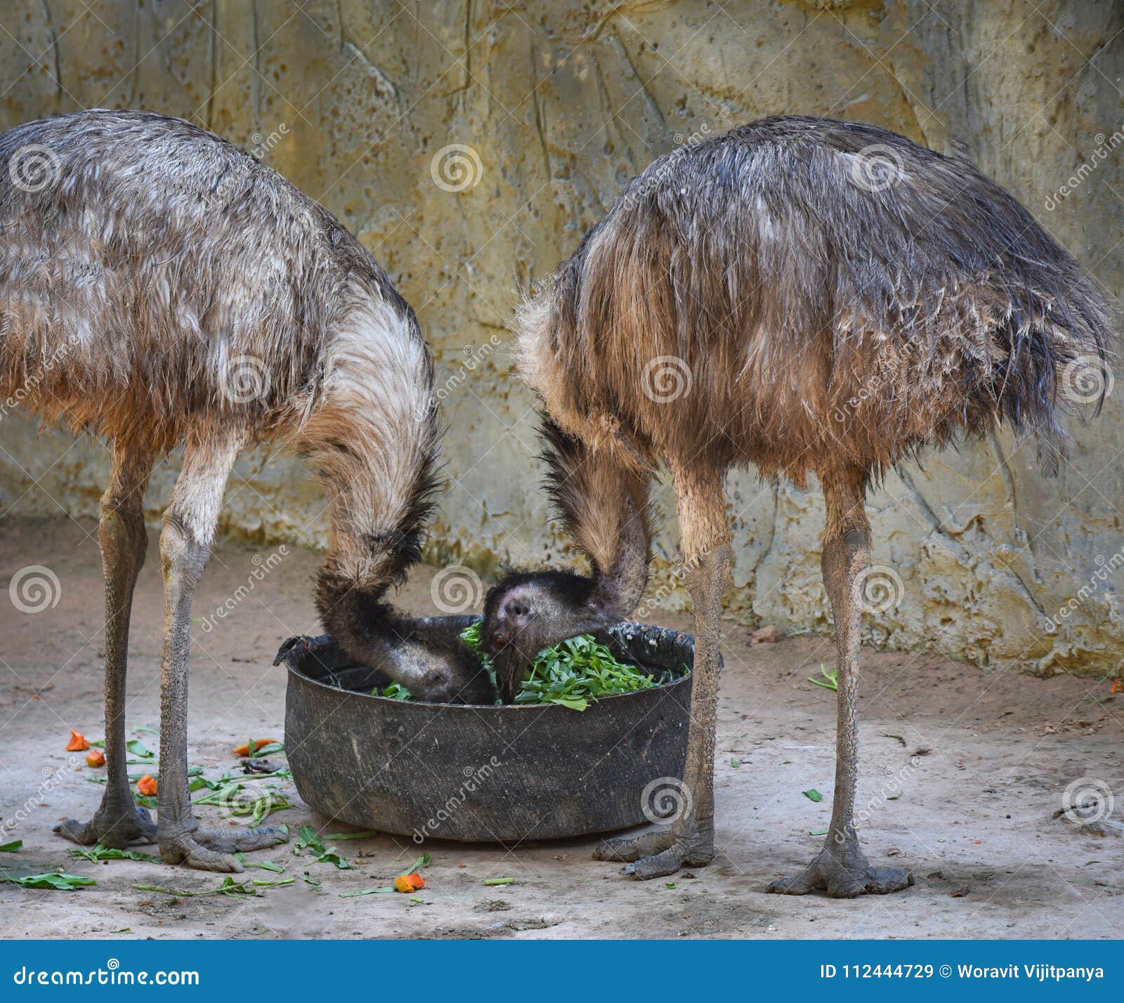 Emu Bird stock image. Image of zoon, beak, eating, people - 112444729