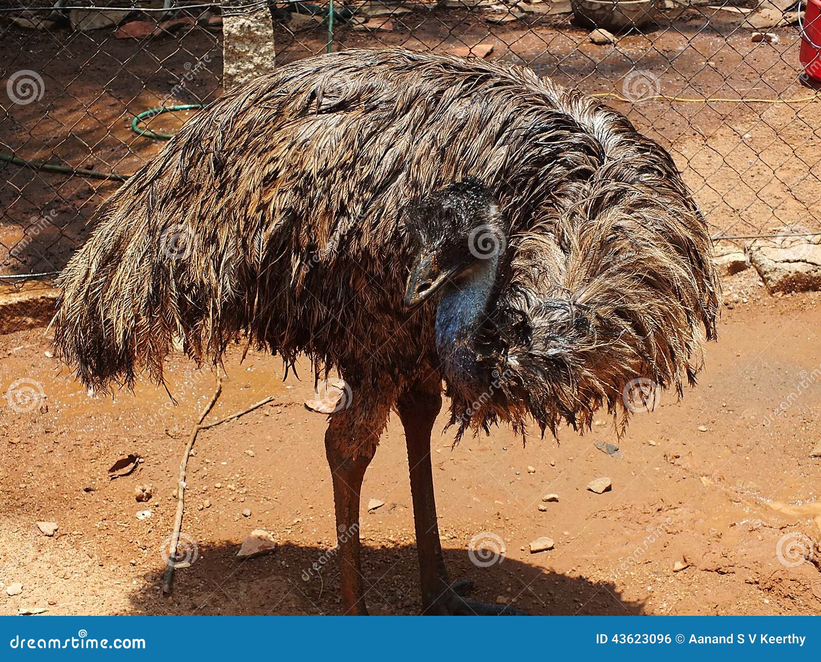 Emu bird in emu-farm stock photo. Image of fowl, emufarm - 43623096