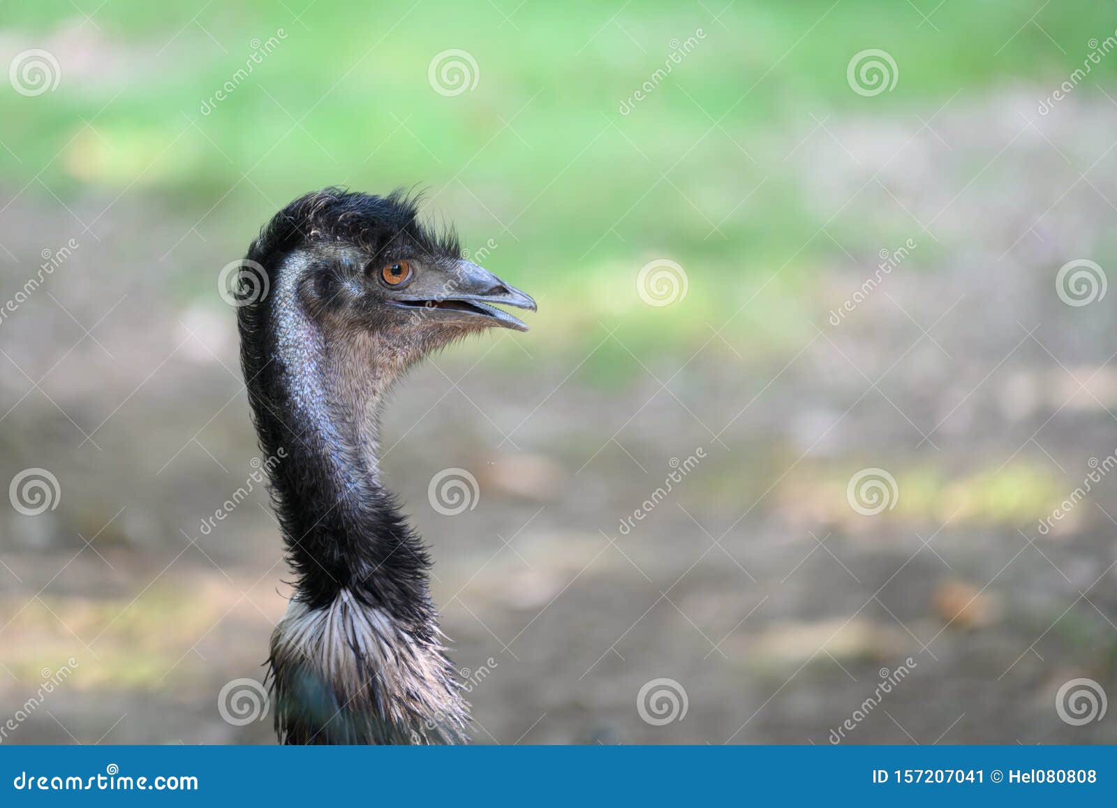 An Emu, Dromaiidae, Dromaius, From The Family And Genus Of Flightless ...