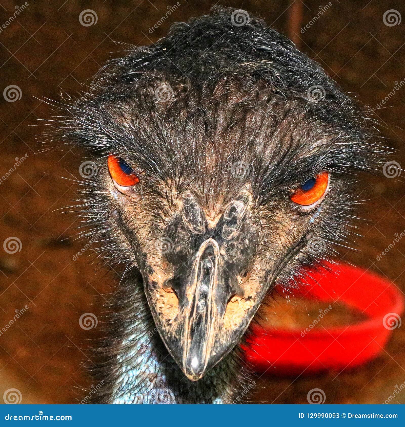 Emu bird stock image. Image of rare, india, bird, incredible - 129990093