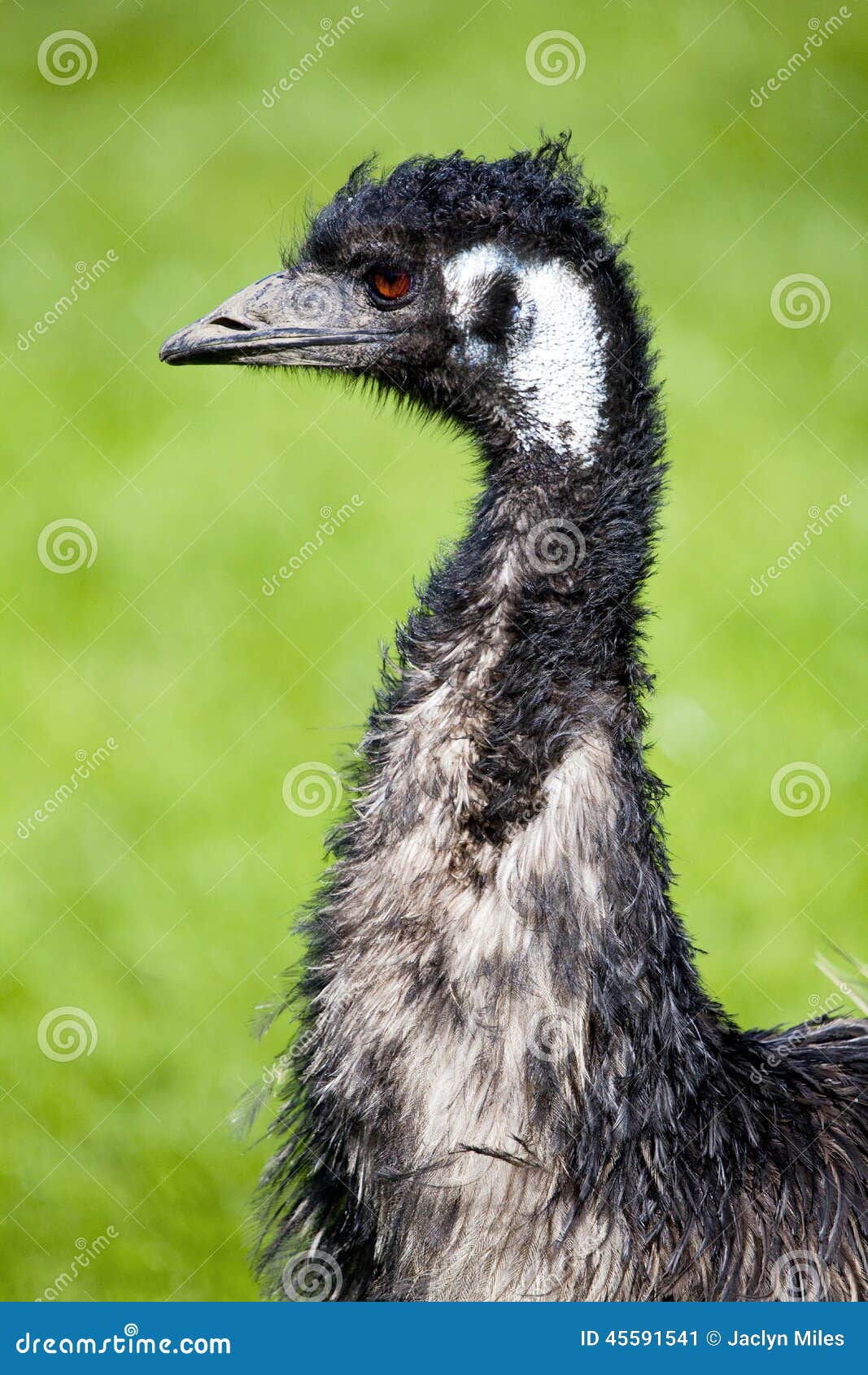 Emu Bird Portrait stock image. Image of bird, wild, australia - 45591541