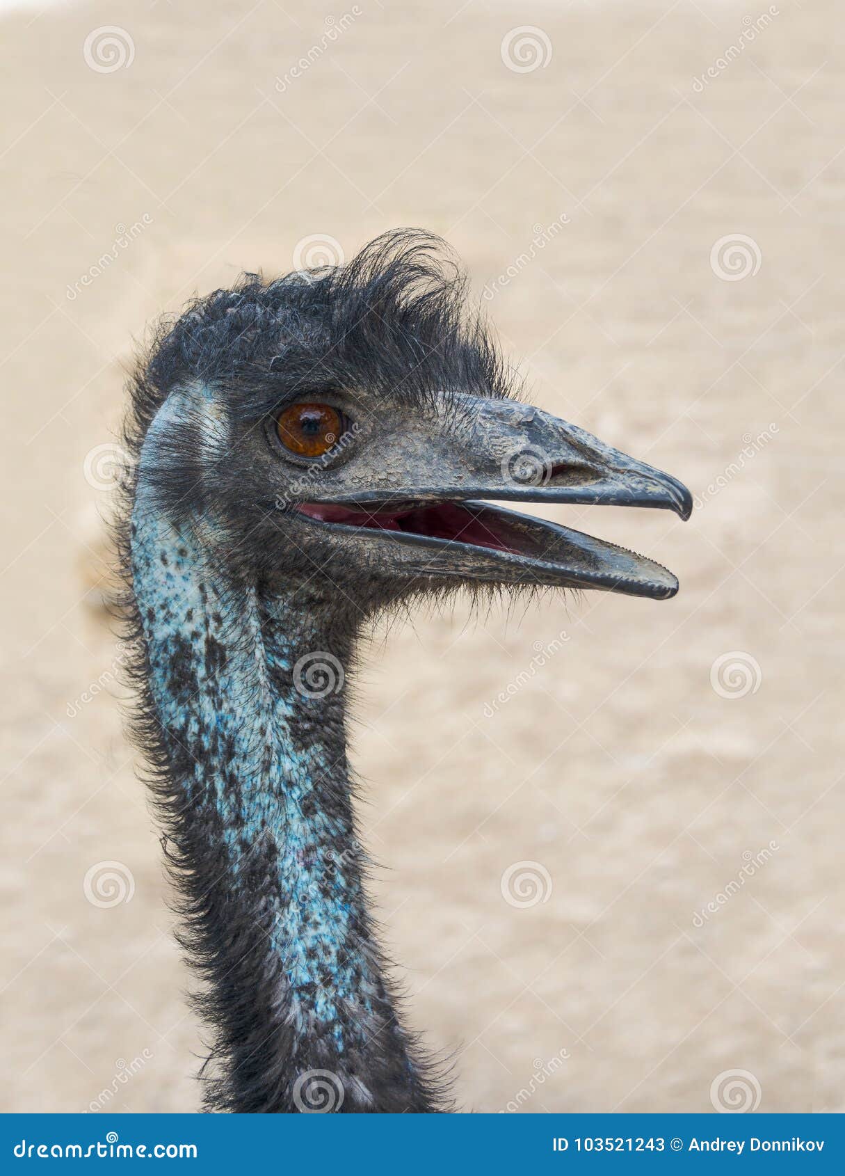Emu bird profile stock image. Image of novaehollandiae - 103521243